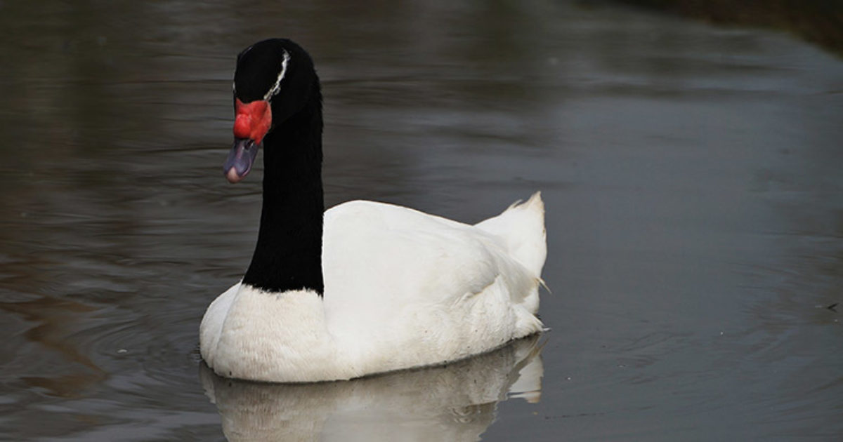 Assessing feasible alternatives for pulp mill… | Ecometrix Inc.